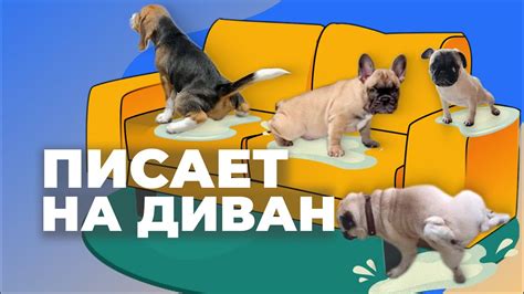 ОТУЧИТЬ ХОДИТЬ В ТУАЛЕТ НА ДИВАН КРОВАТЬ КОВЕР 🐶 Научить собаку терпеть