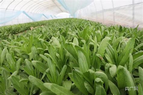 新疆伽师种植反季节蔬菜 提高设施农业效益 阿瓦提镇 收入 技术