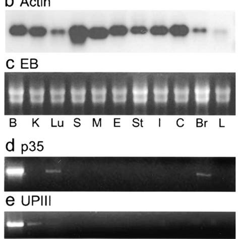Specificity Of Uroplakin Heterodimer Formation A Schematic Diagram Download Scientific Diagram