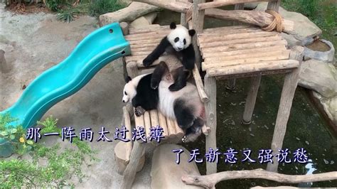 情歌唱尽btu伴奏 Youtube