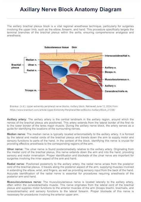 Pdf Ultrasoundguided Axillary Brachial Plexus Block