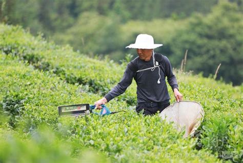 湖北巴东：茶农夏日采茶忙 人民图片网