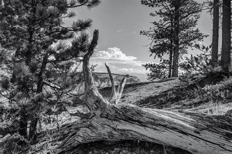 If A Tree Fell In The Forest Photography By Cybershutterbug