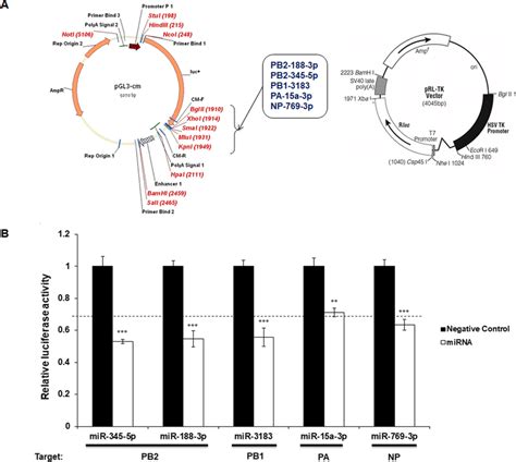 Four Mirnas May Bind To The Potential Target Sites A Circular Map Of Download Scientific