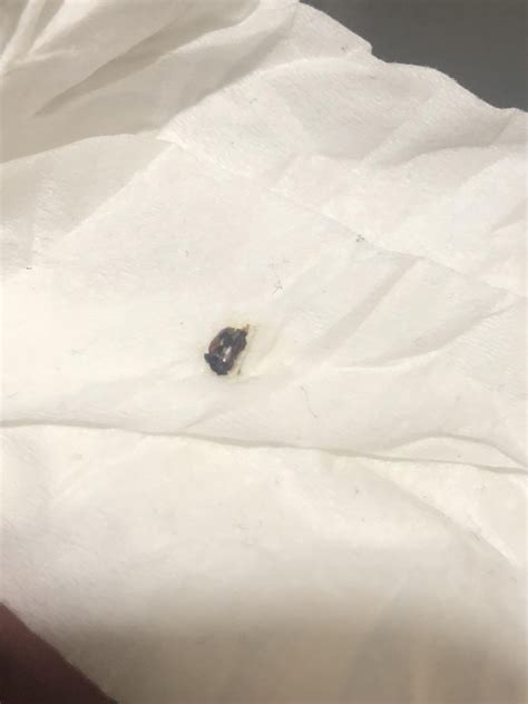 Saw A Small Beetle Looking Bug Walking On My Bed Squished It In Panic