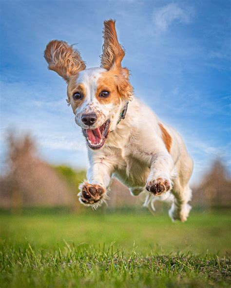 Leaping Lemon And White Lemon Roan English Working Cocker Spaniel Stock