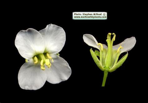 Diplotaxis Erucoides White Wall Rocket The Online Flora Of The Maltese