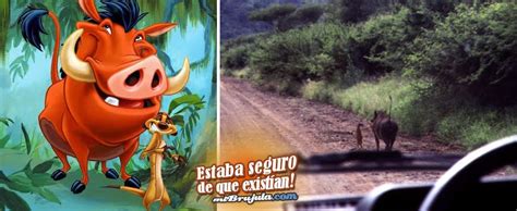 Mira Y Opina TimÓn Y Pumba