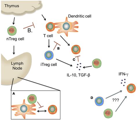 Frontiers The Role Of Regulatory T Cells In The Biology Of Graft
