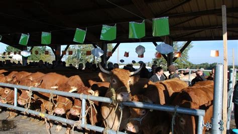 Montet et Bouxal Foire le bœuf gras du Quercy à l honneur ladepeche fr