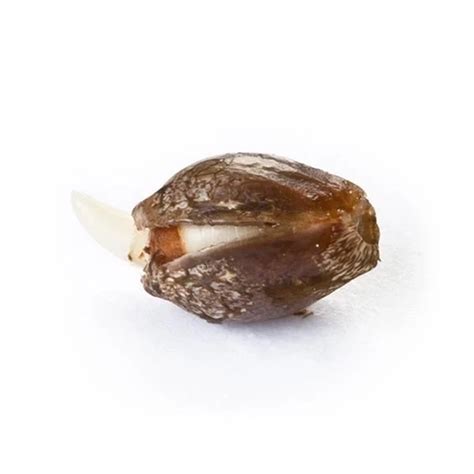 Confidential Cheese Seeds Pacific Seed Bank