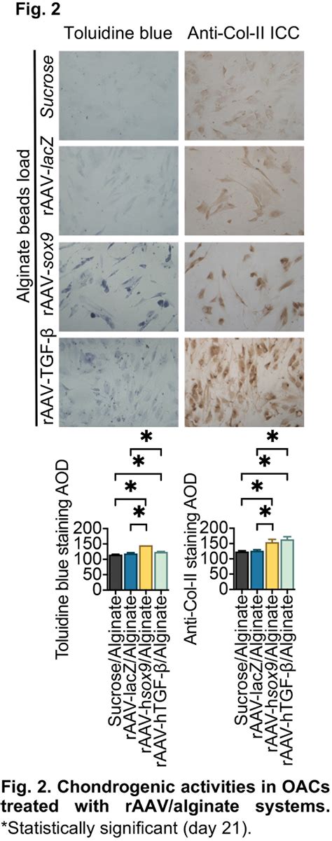 Stimulation Of The Chondroreparative Activities Of Human Osteoarthritic