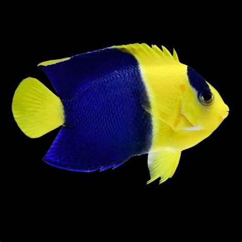 Centropyge Bicolor Bicolor Angelfish Aquarium Beauties