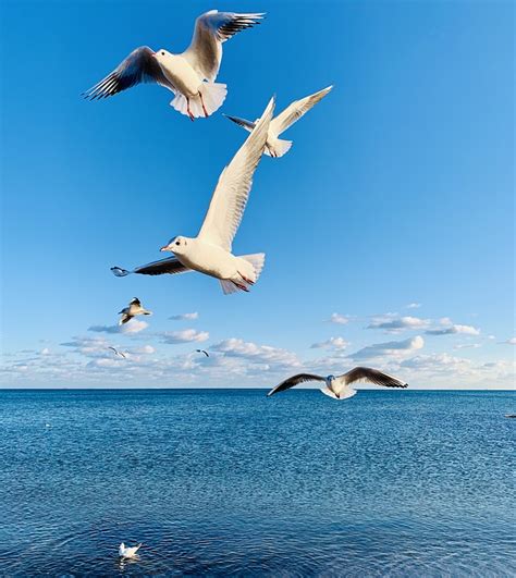Möwen Meer Himmel Kostenloses Foto auf Pixabay