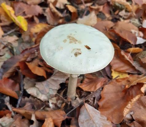10 Poisonous Mushrooms In Texas A Guide To Protect Yourself