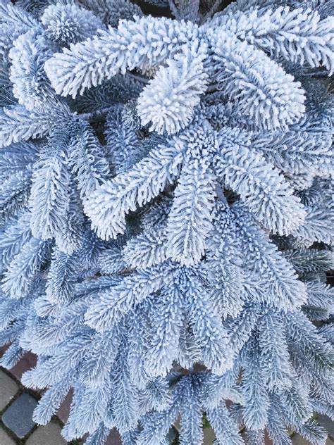 ᐉ Ялинка лита Хатинка Буковельська засніжена з металевою розбірною підставкою 1 50 м Білий Засн