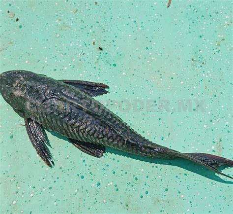 Presencia Del Pez Diablo Afecta 80 De La Pesca