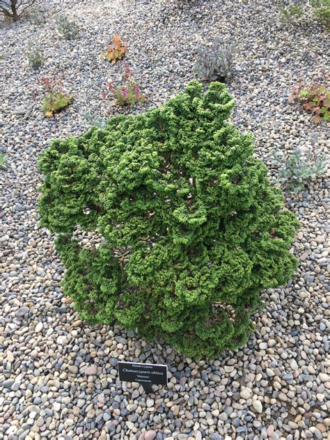 Dwarf Hinoki Cypress Bayard Cutting Arboretum