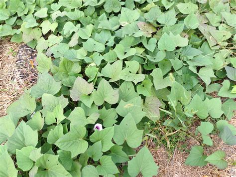 When To Harvest Potato Plants