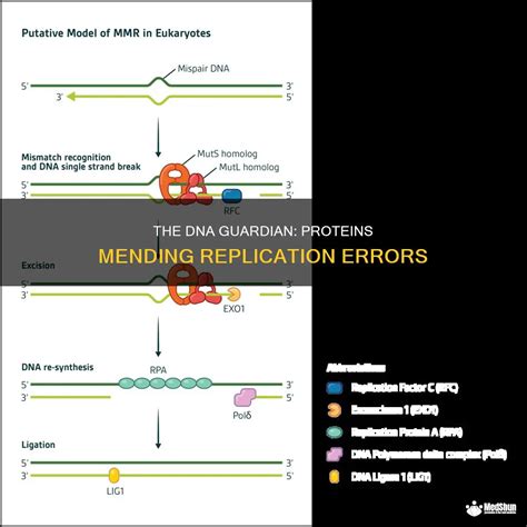 the dna guardian proteins mending replication errors medshun