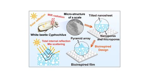 Bioinspired Polymer Films With Surface Ordered Pyramid Arrays And 3d Hierarchical Pores For