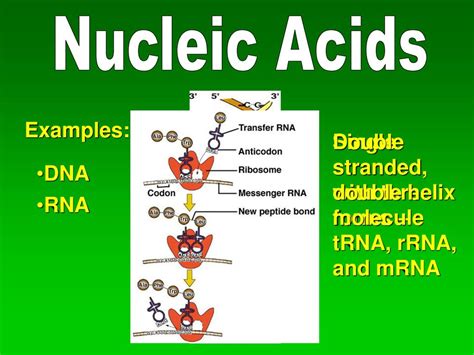 Human Physiology Unit One Ppt Download