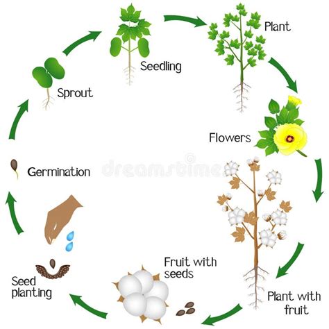 Cycle Of A Cotton Plant Growth Isolated On White Background Stock Vector Illustration Of