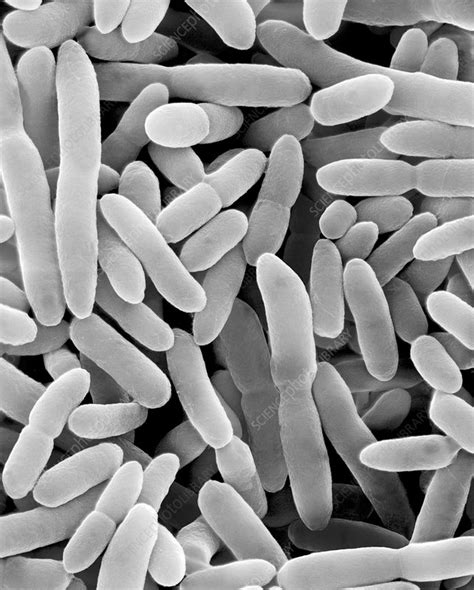Nitrobacter Sp Nitrifying Rod Prokaryote Sem Stock Image C037