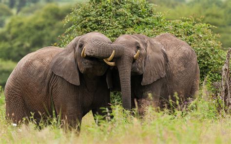 Elephants Awesome Wallpaper 1920x1200 12871
