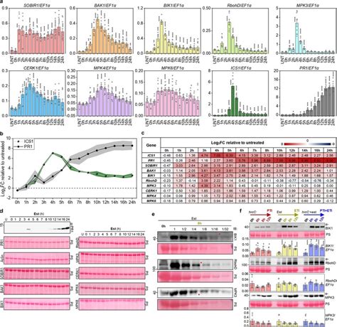Expression Dynamics Of Pti Signalling Components During Etiavrrps4 A