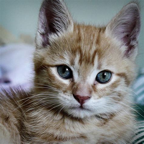 无人方图室内特写纯洁宠物猫阿根廷小猫动物可爱童年童趣摄影童真烂漫无邪天真彩图