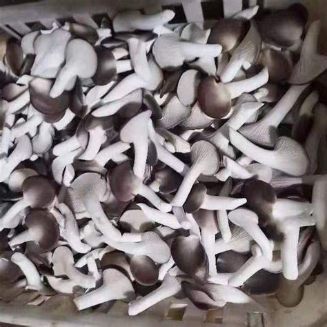 秀珍菇批发 福建漳州芗城区秀珍菇 18000元斤秀珍菇 一亩田