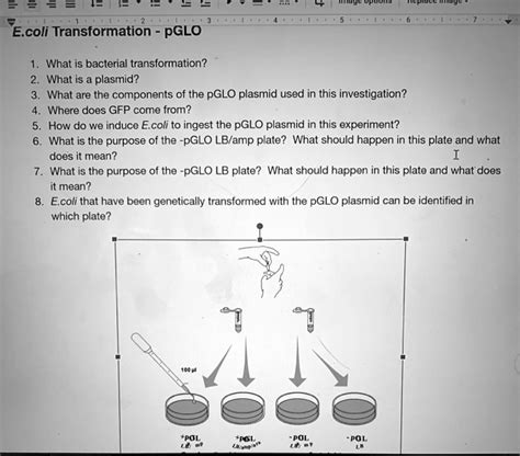 Solved What Is Bacterial Transformation What Is A Plasmid What Are
