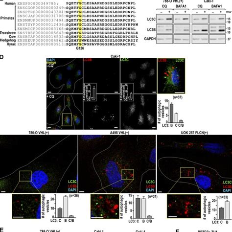 Lc3c And Lc3b Are Separate Autophagic Programs A Sequence Alignment