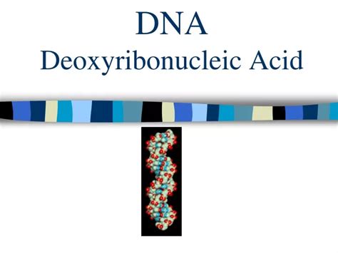 Ppt Dna Deoxyribonucleic Acid Powerpoint Presentation Free Download