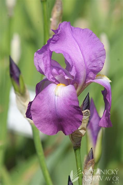 Iris Barbata Elatior Aphrodite 3 Hortifoto Autoři Ibotky Cz