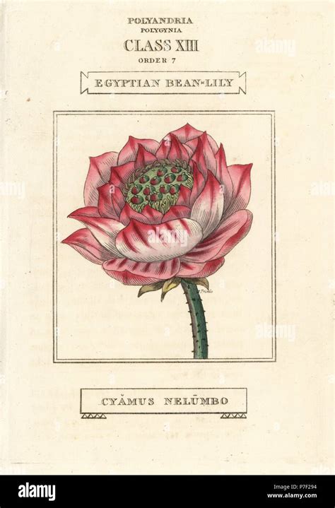 Sacred Lotus Nelumbo Nucifera Egyptian Bean Lily Cyamus Nelumbo