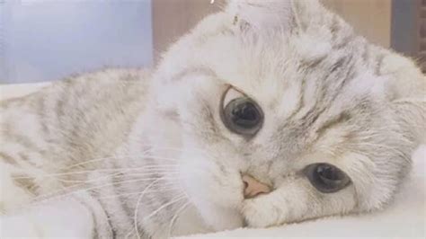 狸猫换太子 哔哩哔哩