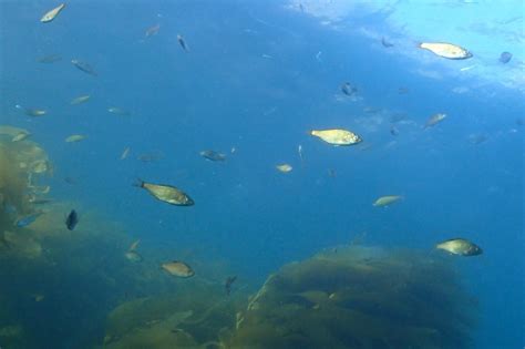 Cymatogaster Aggregata Shiner Perch