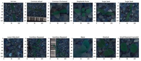 GitHub Kaiyungtan Plant Seedlings Classification