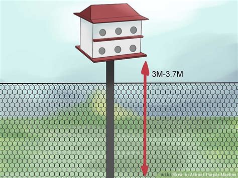 3 Ways To Attract Purple Martins Wikihow