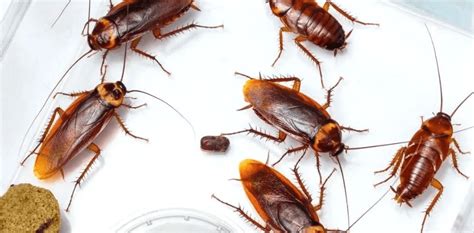 4 Best Tip How To Get Rid Of Cockroaches In Kitchen Cabinets