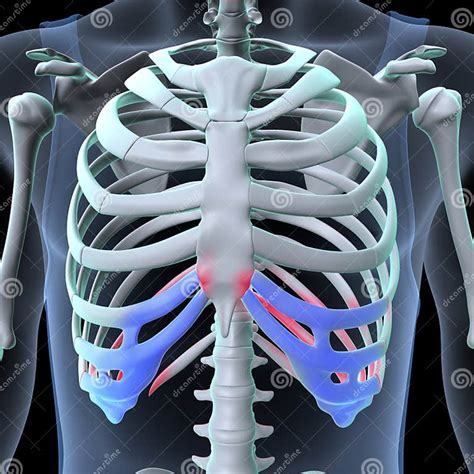 Human Male Skeleton Ribs Anatomy 3d Illustration Stock Illustration
