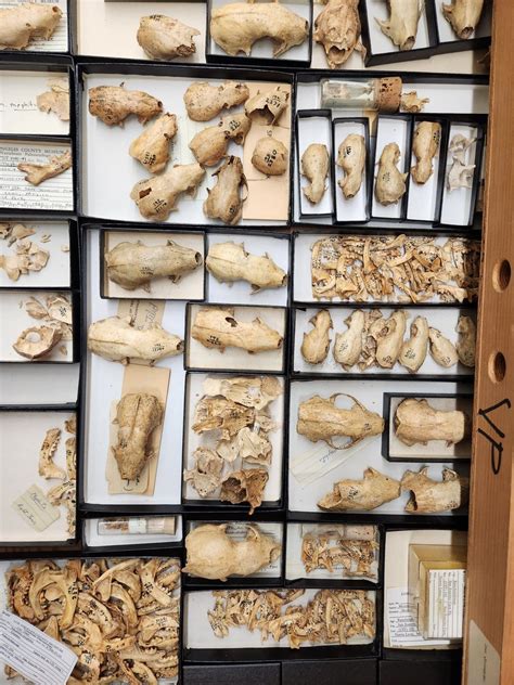 Natural History Museum Of L A County On Twitter Rt Chris J Law