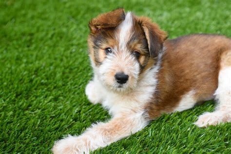 El Paso Artificial Grass Installation Best In Texas