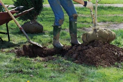 Can You Make Trees Grow Faster Gardenia Organic