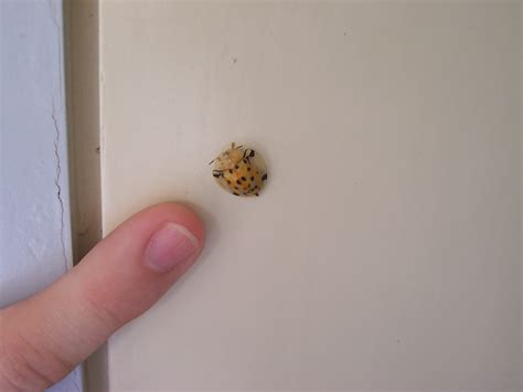 The Golden Tortoise Beatle R Pics