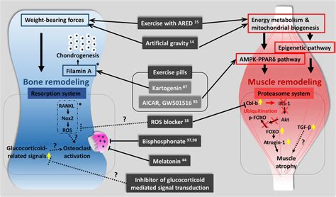 Musculoskeletal Atrophy And Its Countermeasures In Space Key Pathways Download Scientific