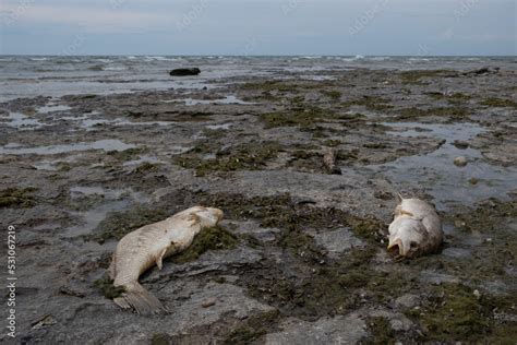 Close Up Shot Of Dead Fish Body On The Beach Ecological Catastrophe