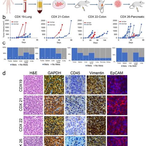 Four Patient Derived CDX Models Were Established Following A Period Of